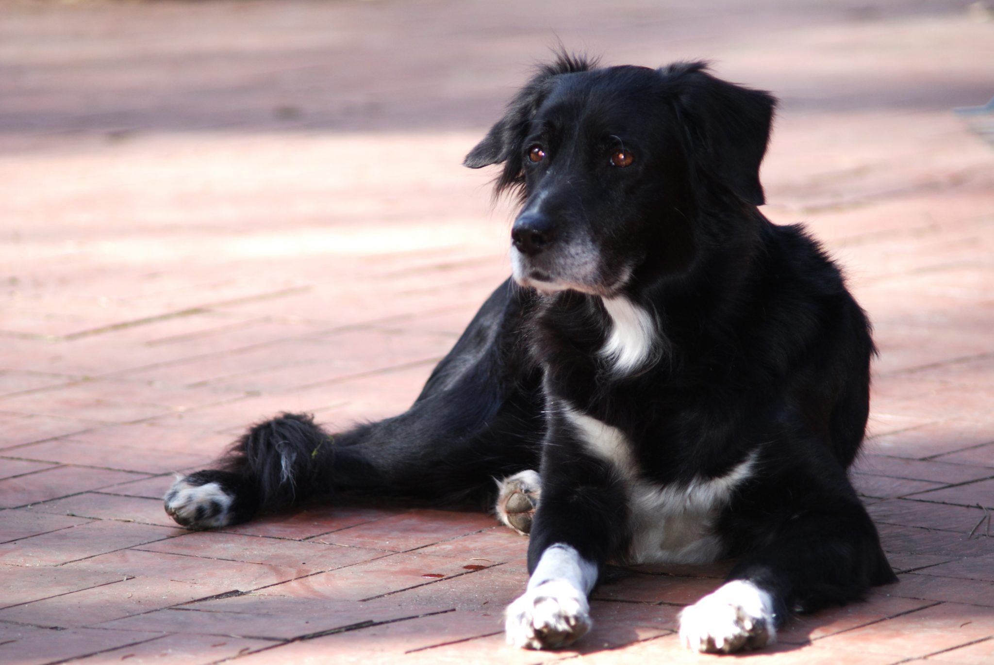 Praxistipp: Pfotenpflege