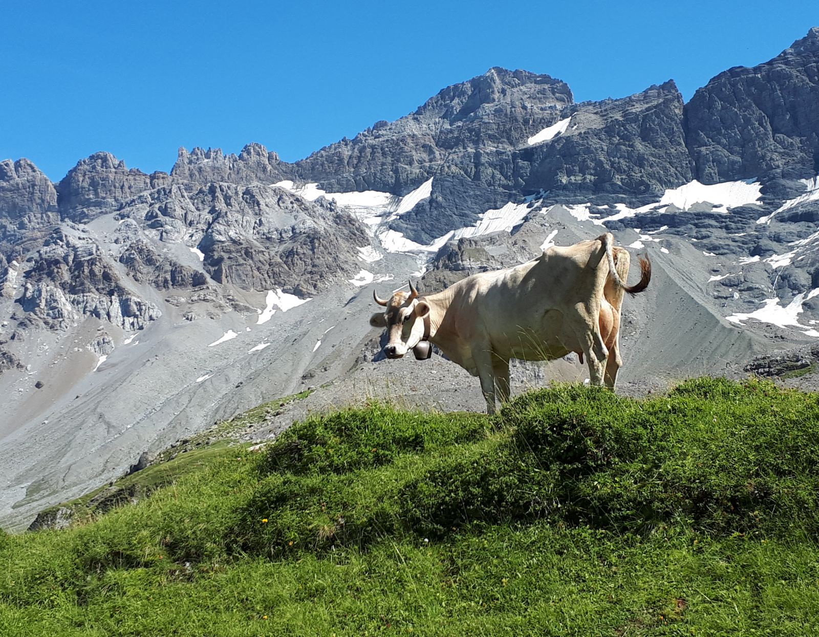 Wandern mit Hund in den Alpen: Was gilt es zu beachten?