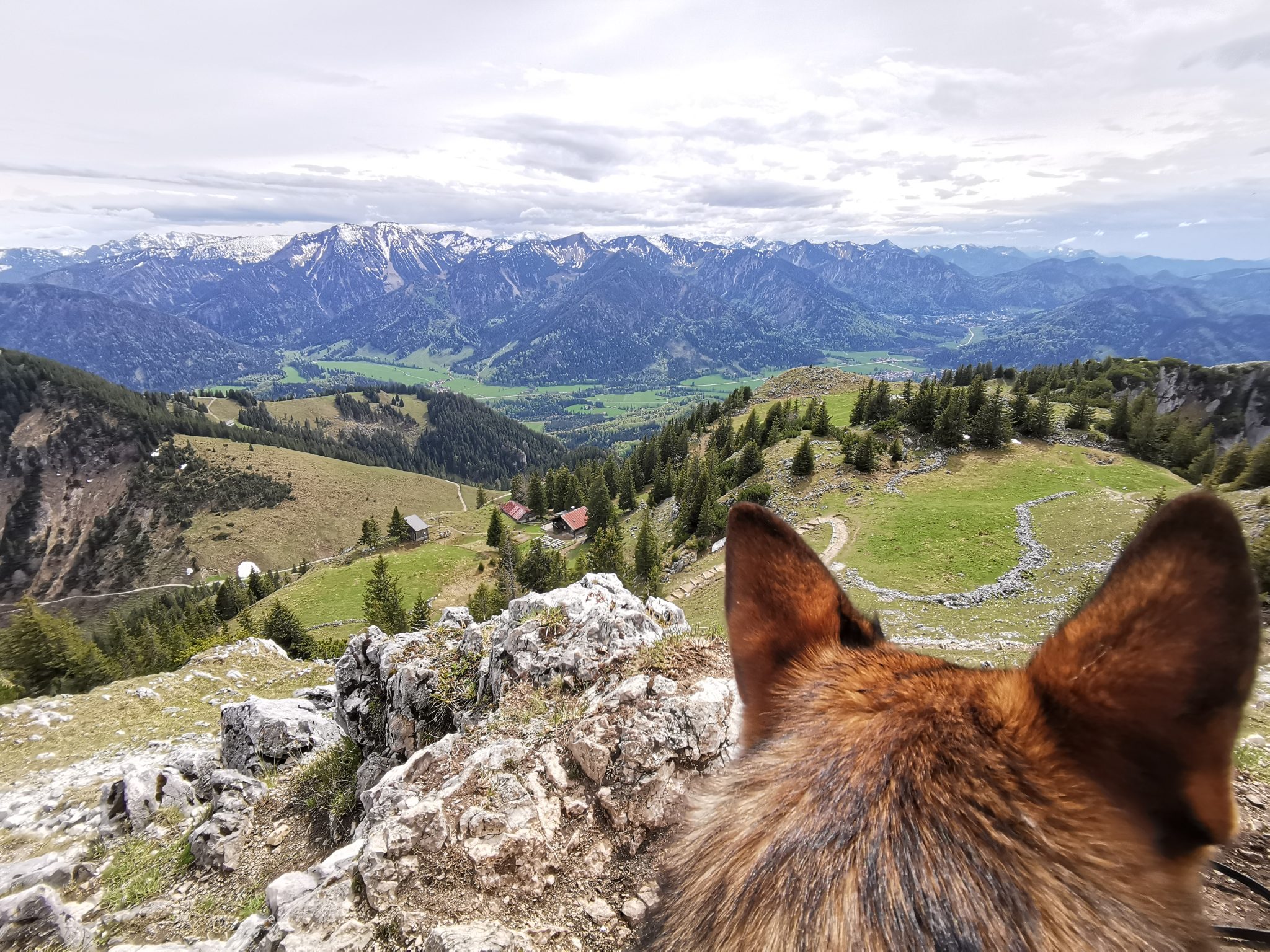 Wandern mit Hund in den Alpen: Was gilt es zu beachten?
