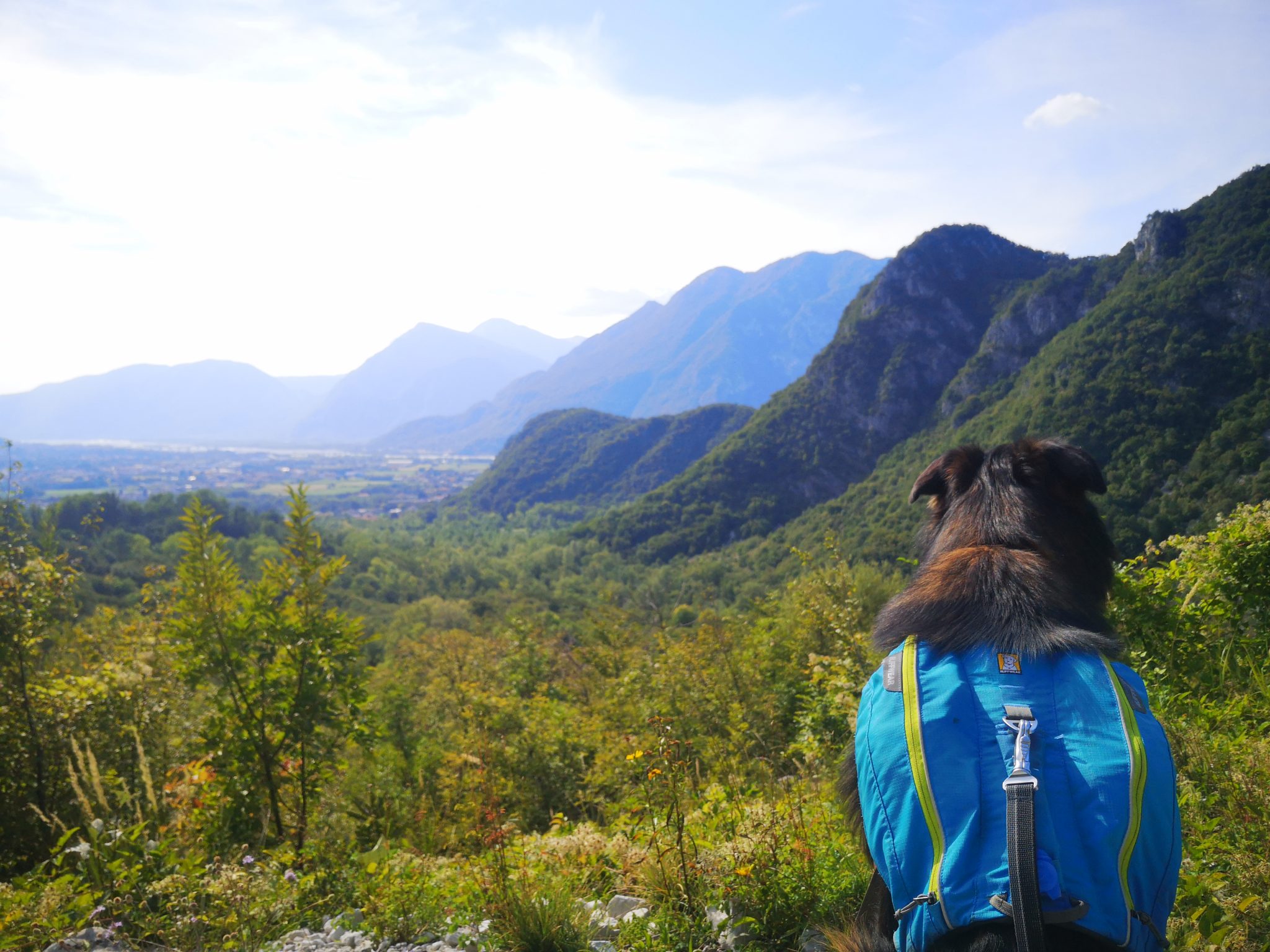 Wandern mit Hund in den Alpen: Was gilt es zu beachten?